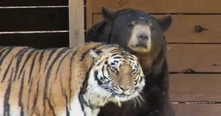 Näin valmistat klassisen Wellington pihvin - Kohokohta.com