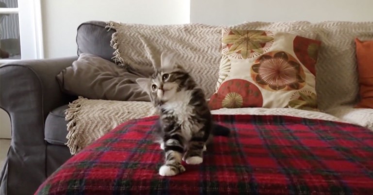 Kinkku-juustotaskut – helppo ja maukas aamiainen - Kohokohta.com